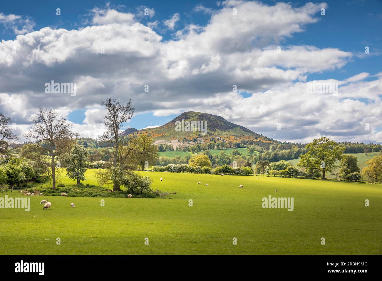 Green pastures on Eildon Hill near Melrose, Scottish Borders, Scotland ...