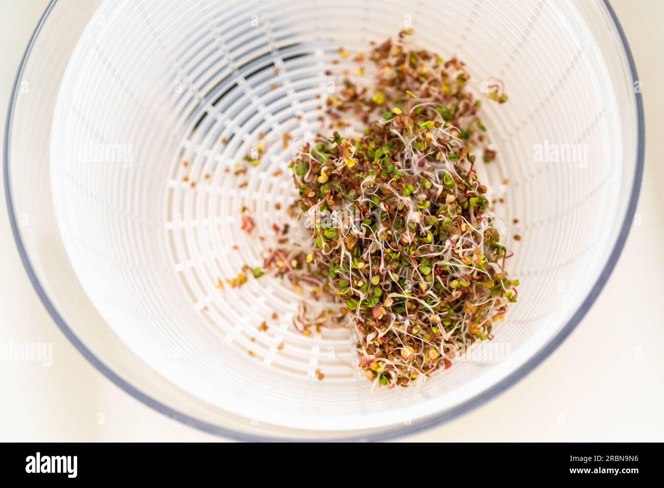 Growing sprouts in a jar Stock Photo - Alamy