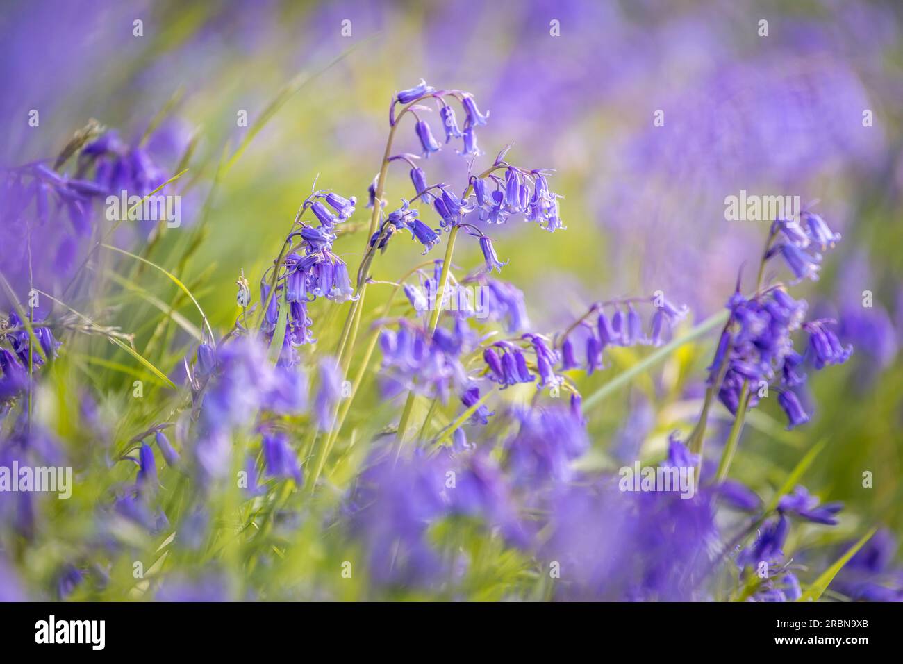 Bluebells in the park by Abbotsford House, Melrose, Scottish Borders ...