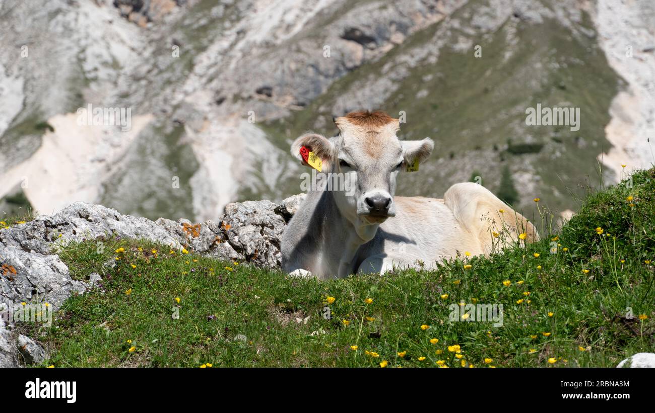 Angry cows hi-res stock photography and images - Alamy