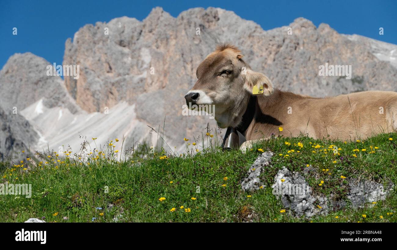 Relaxed cow hi-res stock photography and images - Alamy