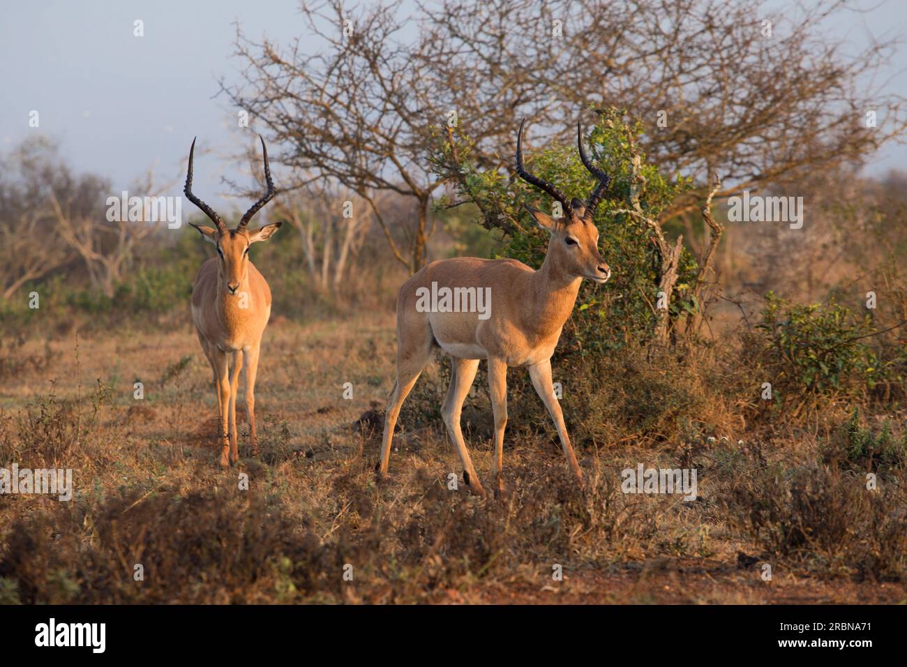 Impalas safari kruger animal hi-res stock photography and images - Alamy