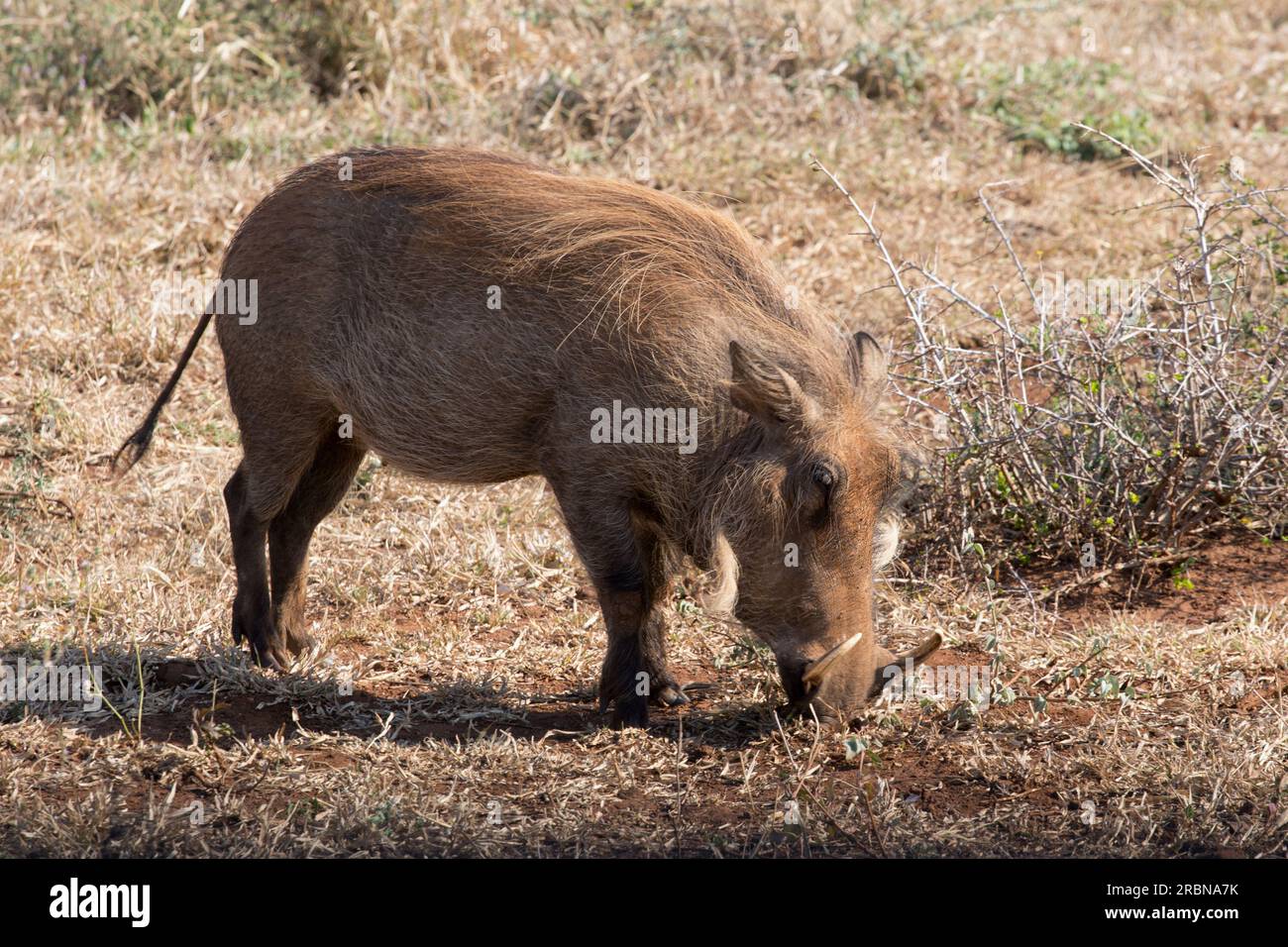 Common warthogs hi-res stock photography and images - Alamy