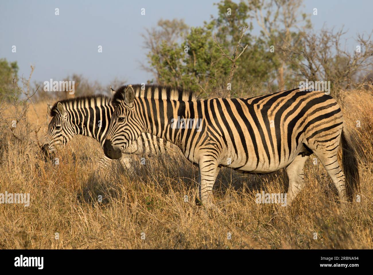 Zebras tail hi-res stock photography and images - Alamy