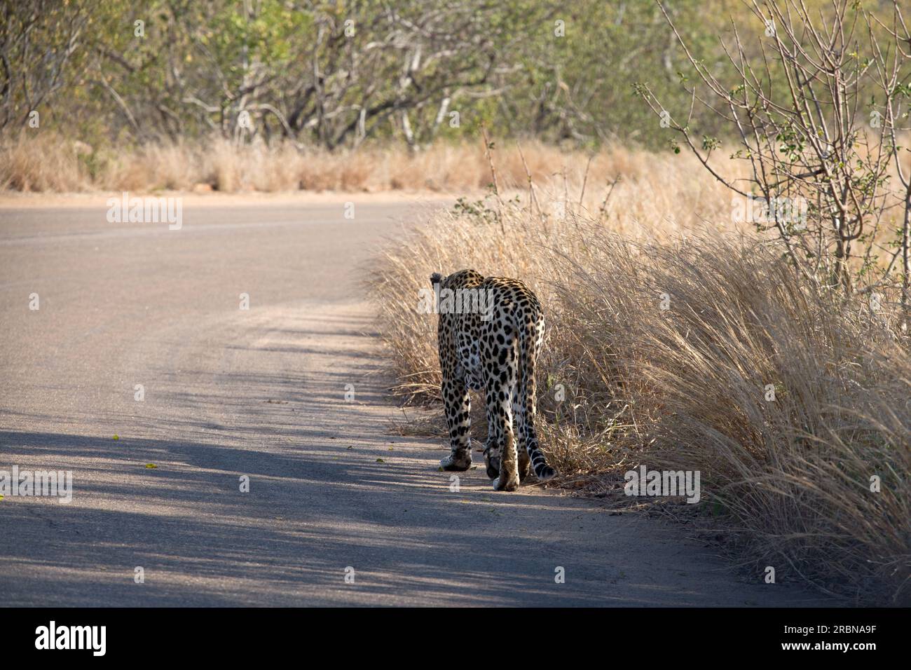 Leopard panthera pardus south hi-res stock photography and images - Alamy