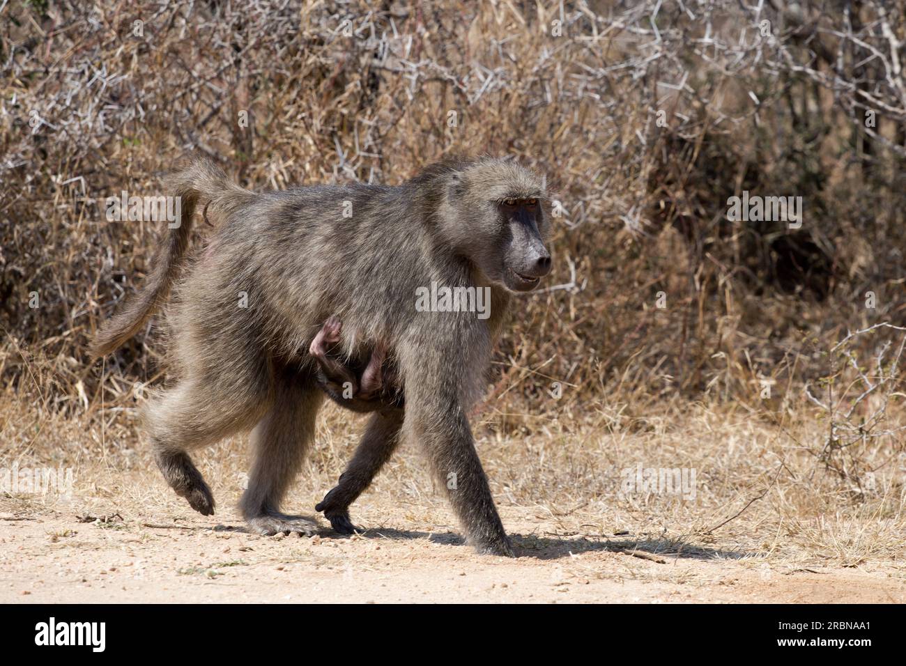 Largest baboon hi-res stock photography and images - Alamy
