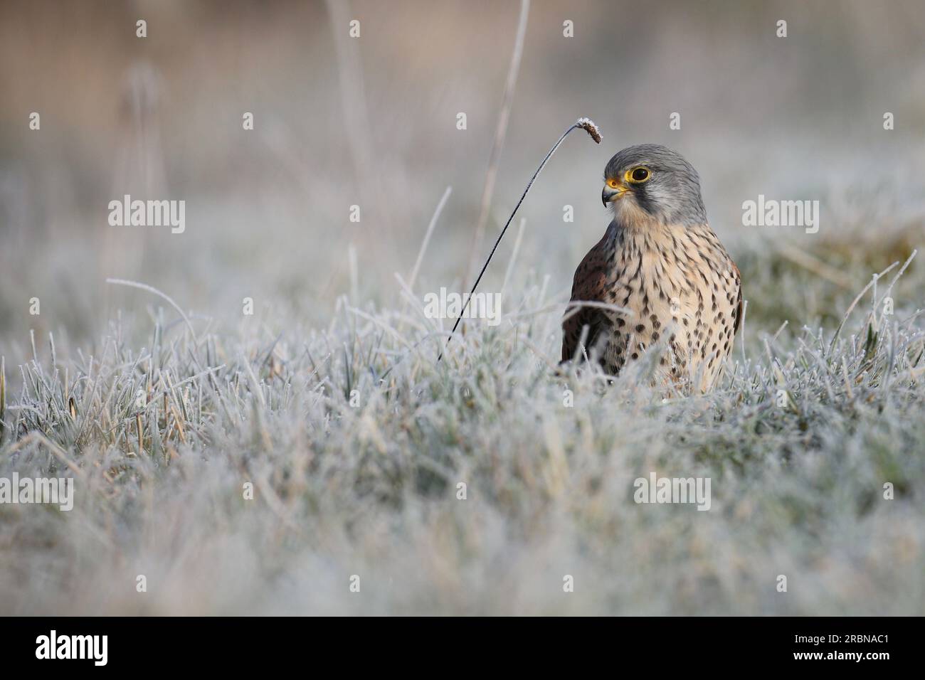 Kestrel hunting for ground prey hi-res stock photography and images - Alamy