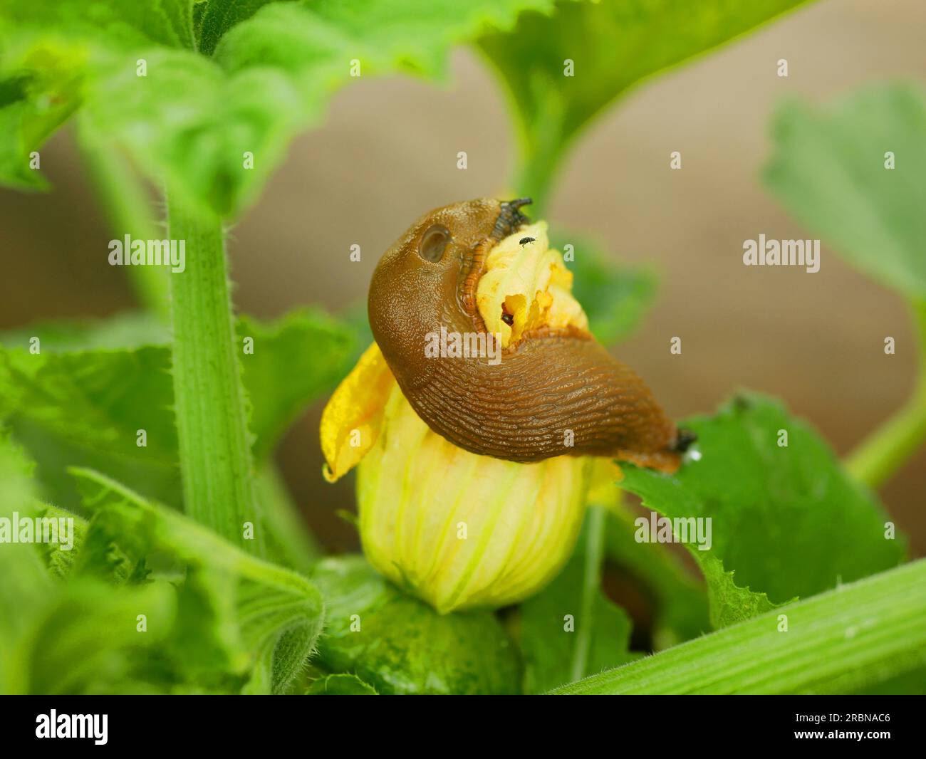 Spanish slug pest patty pan Arion vulgaris close-up snail parasitizes ...