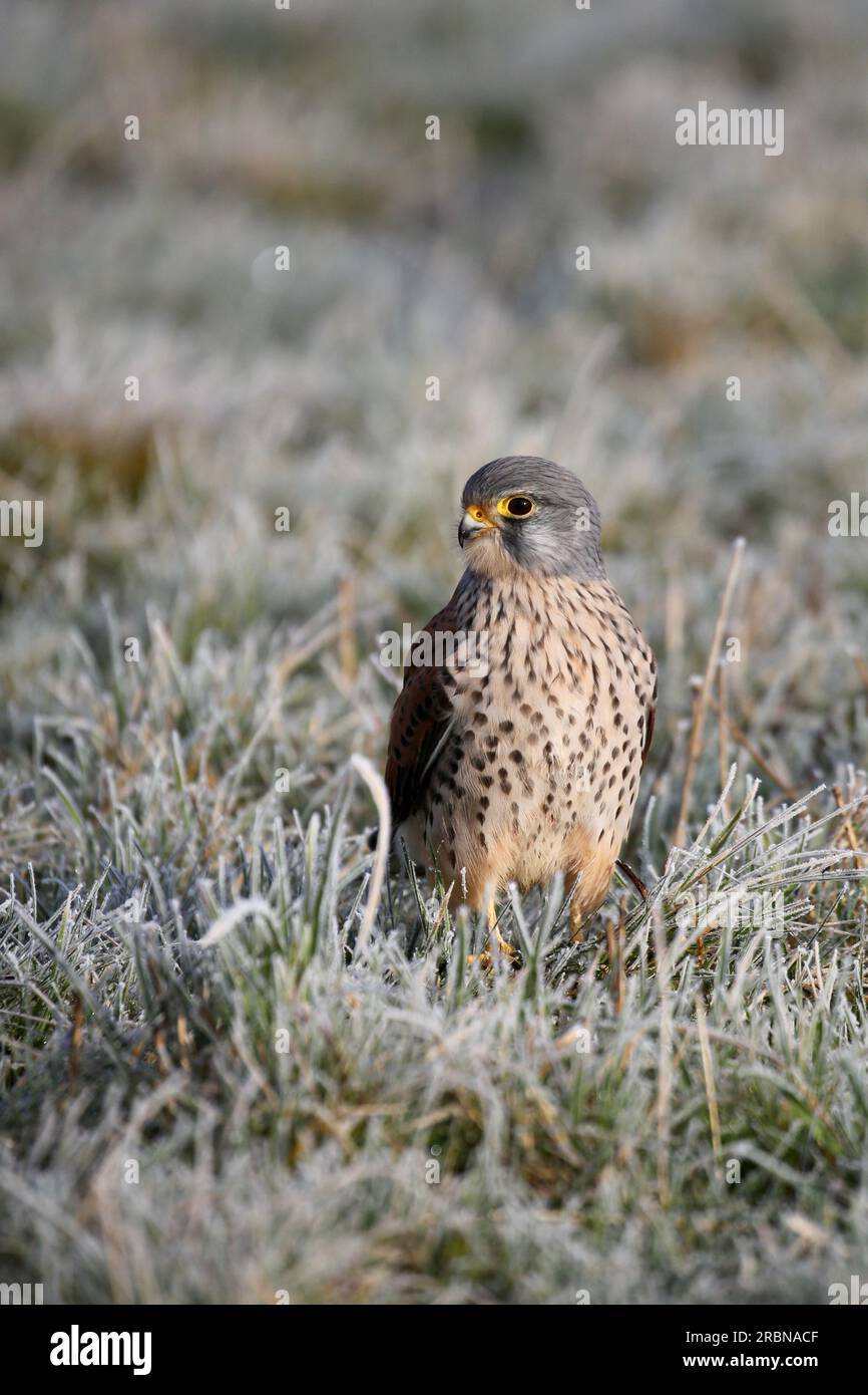 Male kestrel in winter hi-res stock photography and images - Alamy