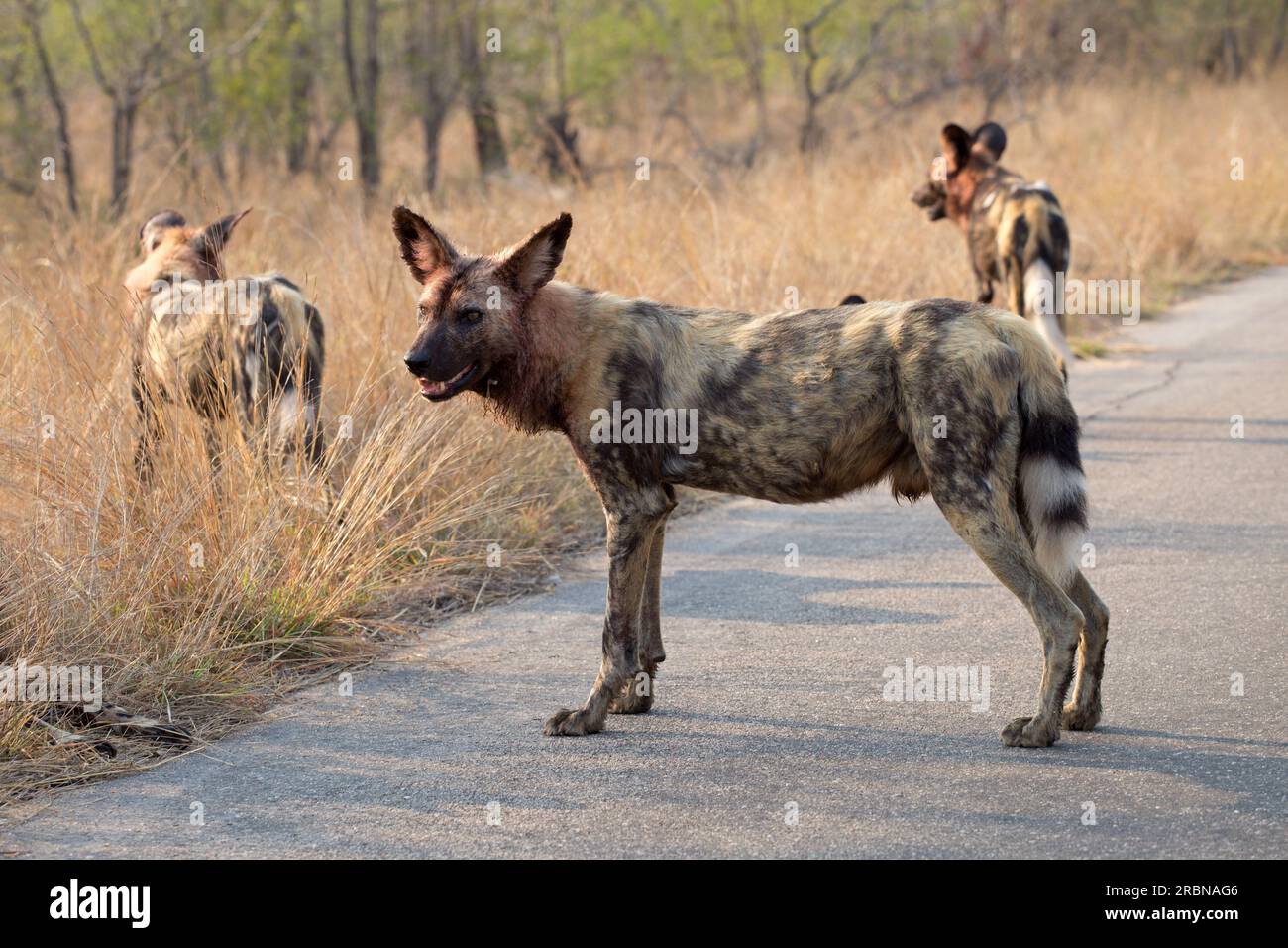 Kruger national park dogs hi-res stock photography and images - Alamy