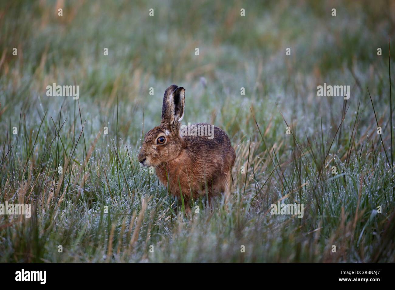 Hare with big ears hi-res stock photography and images - Alamy