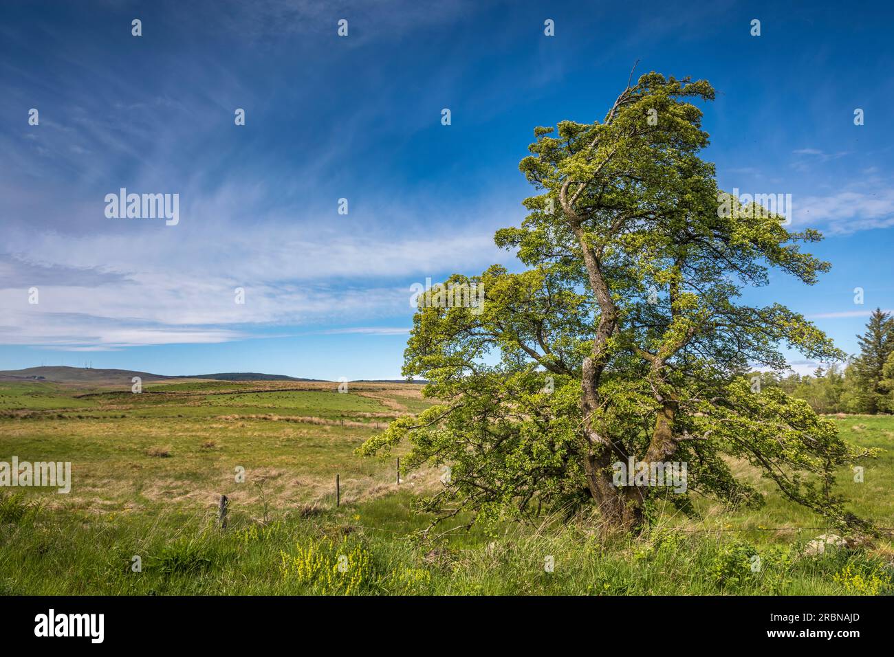 Old oak tree in the south of Stirling pastureland, Stirling, Scotland ...