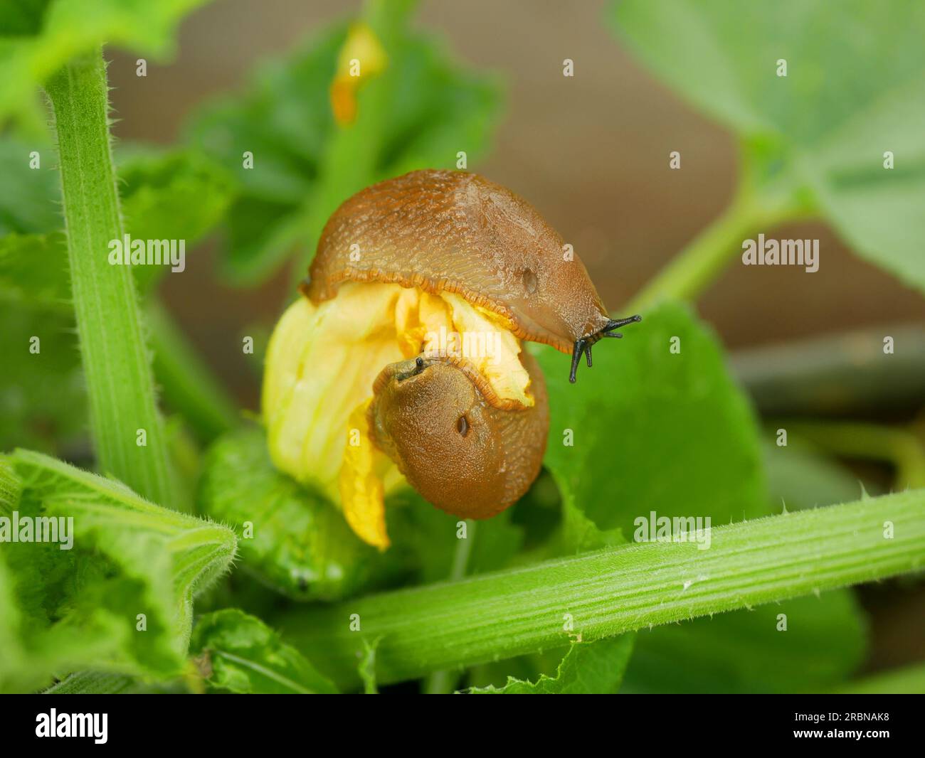 Patty field hi-res stock photography and images - Alamy