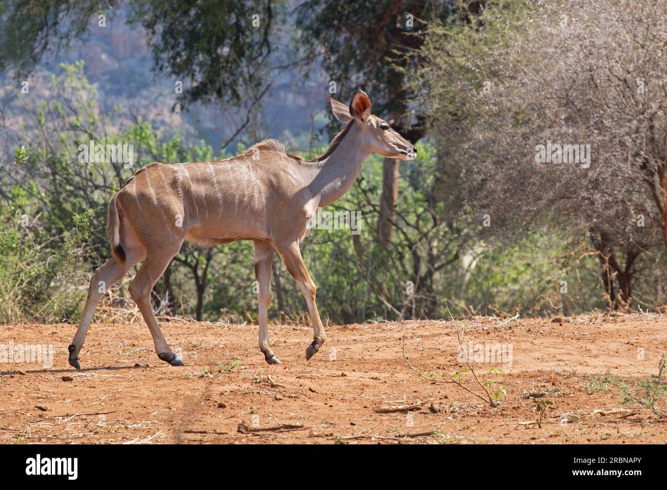 The large kudu tragelaphus strepsiceros hi-res stock photography and ...