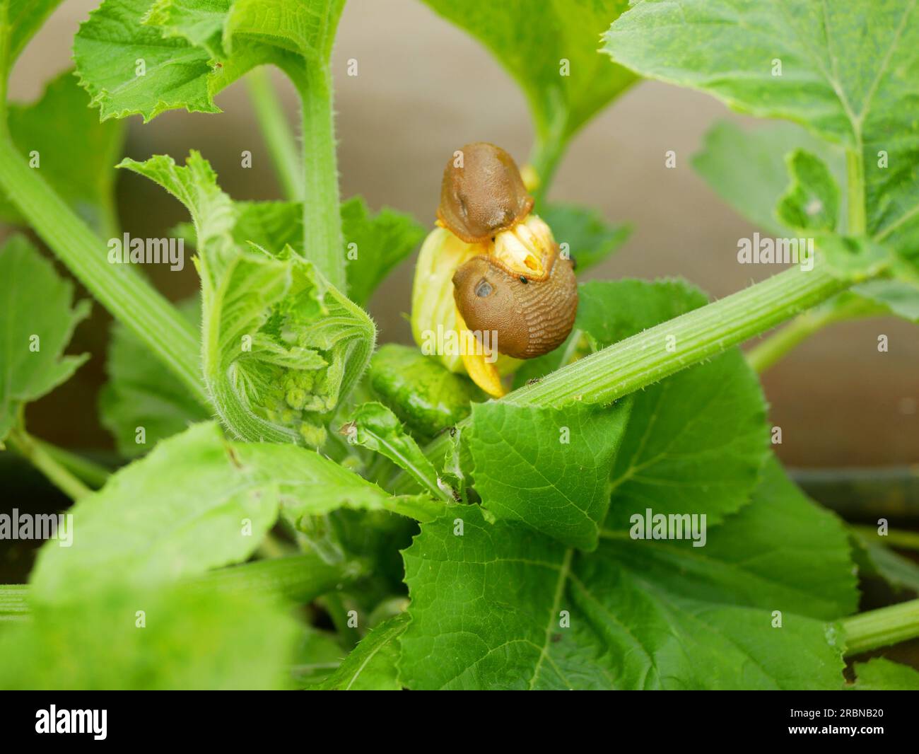 Patty field hi-res stock photography and images - Alamy