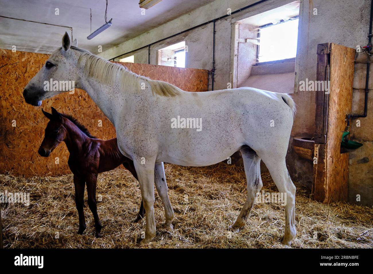 Cheval domestique hi-res stock photography and images - Alamy