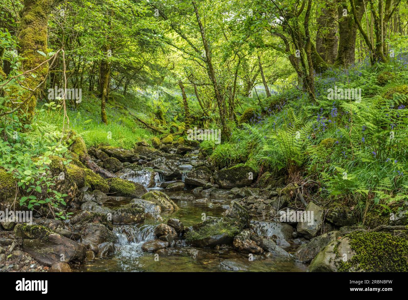 Forest stream at Loch Chon in Loch Lomond and The Trossachs National ...