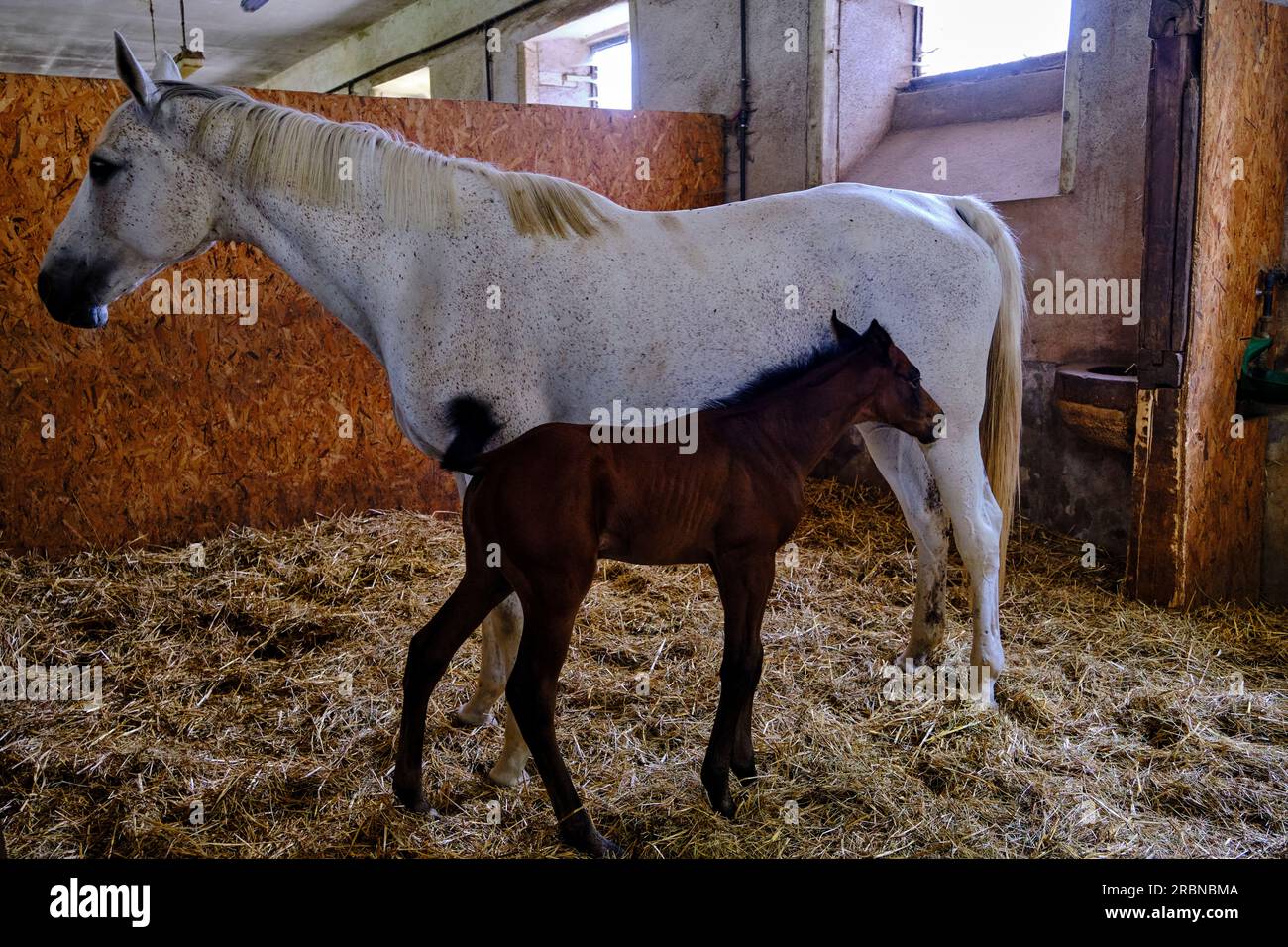 Cheval domestique hi-res stock photography and images - Alamy