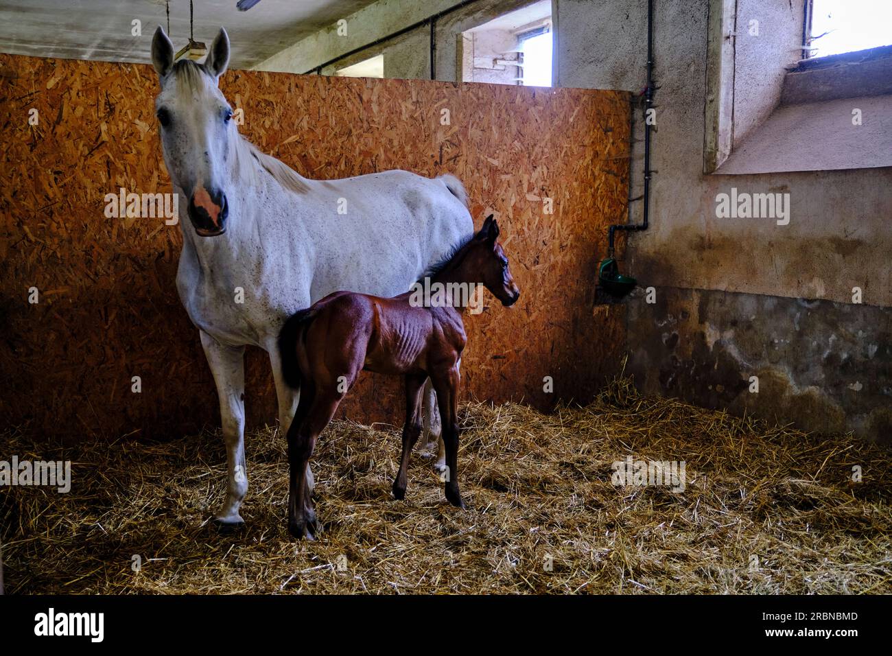Cheval domestique hi-res stock photography and images - Alamy