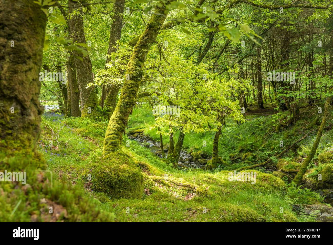 Forest stream at Loch Chon in Loch Lomond and The Trossachs National ...