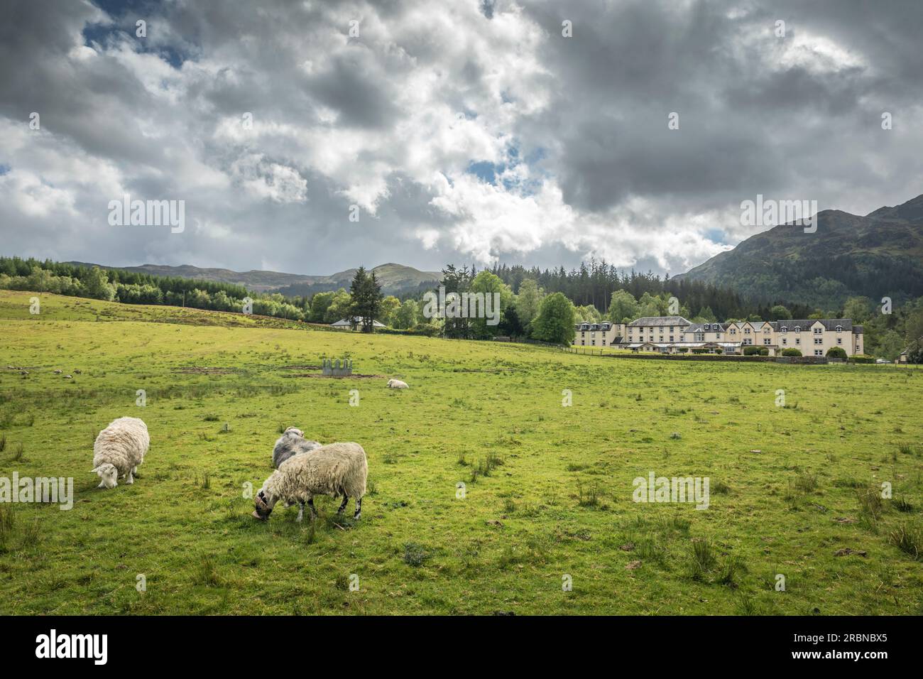Sheep grazing by the Loch Achray Hotel, Stirling, Scotland, UK Stock ...