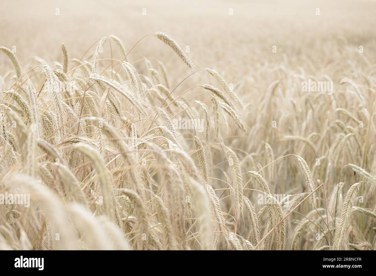 Organic ripe rye field close-up, calm pale color scheme for the ...
