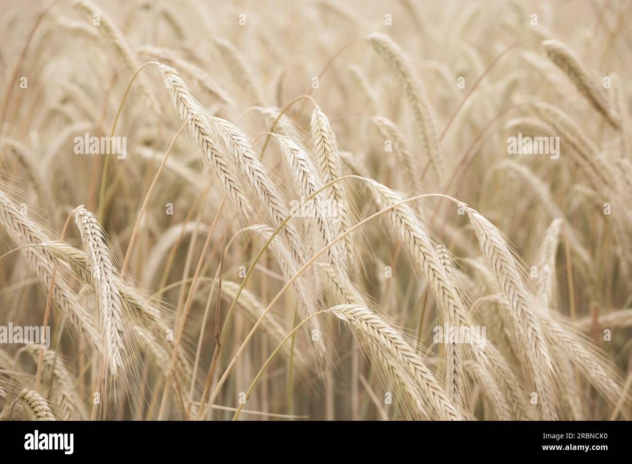 Organic ripe rye field close-up, pale beige color for the background ...