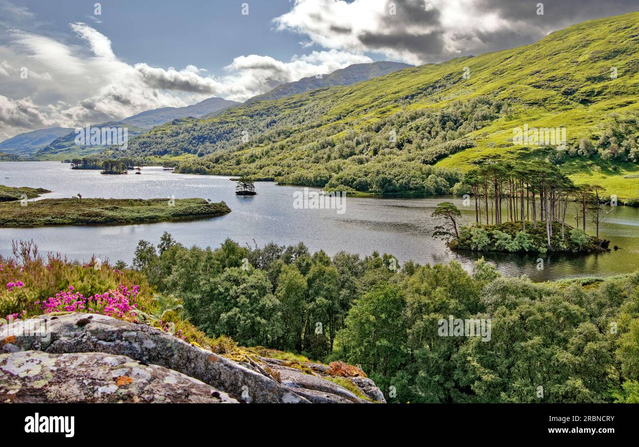 Dumbledore's Grave Lochailort Scotland the island with large Scots Pine ...