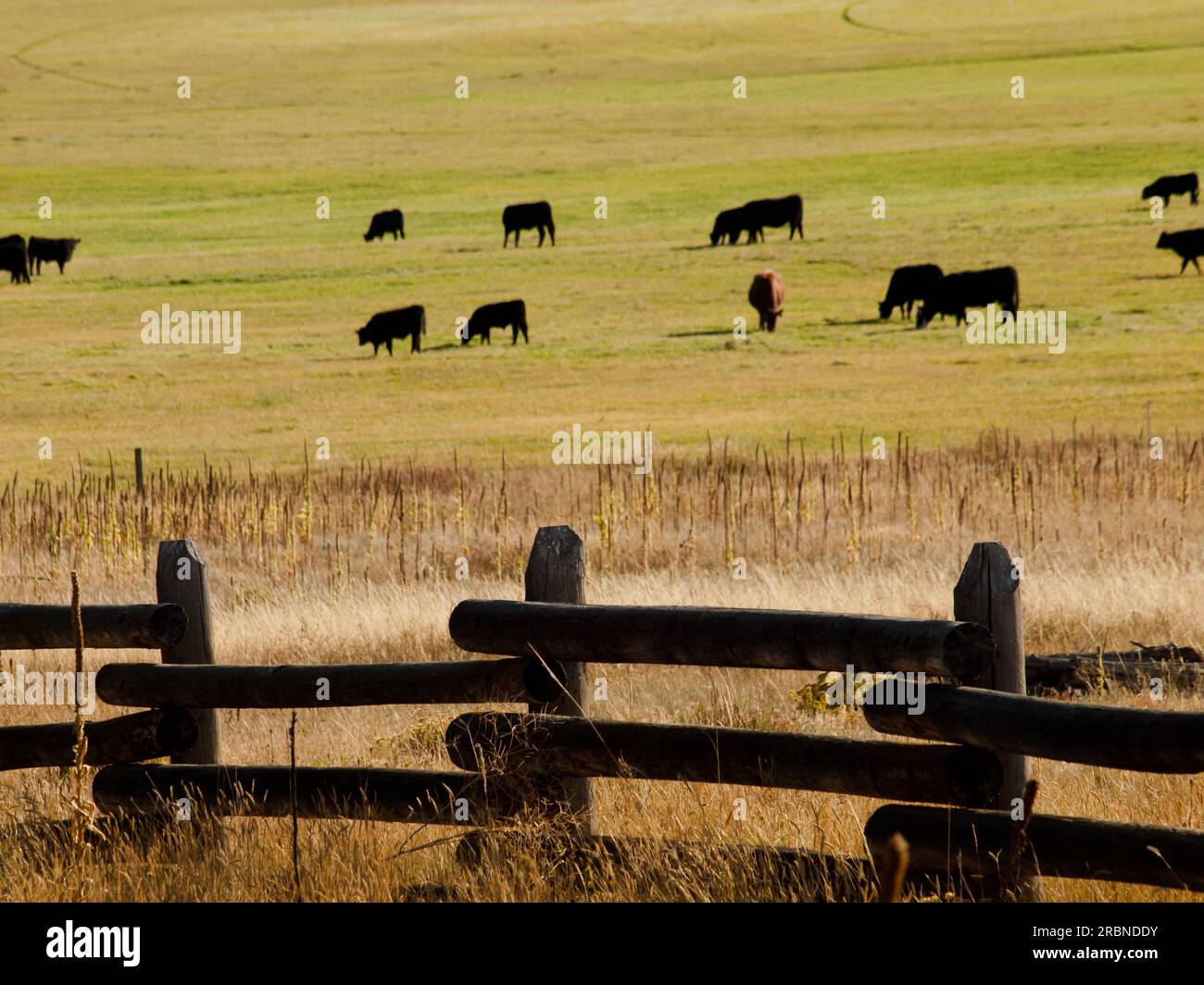 Cattle in a pasture Stock Photo - Alamy