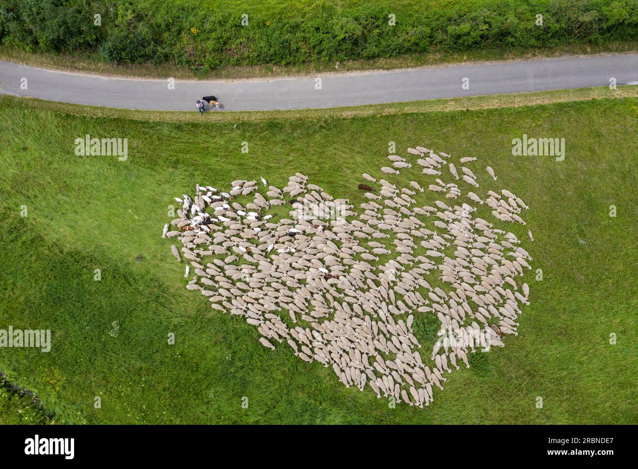 Sheep herd from above hi-res stock photography and images - Alamy