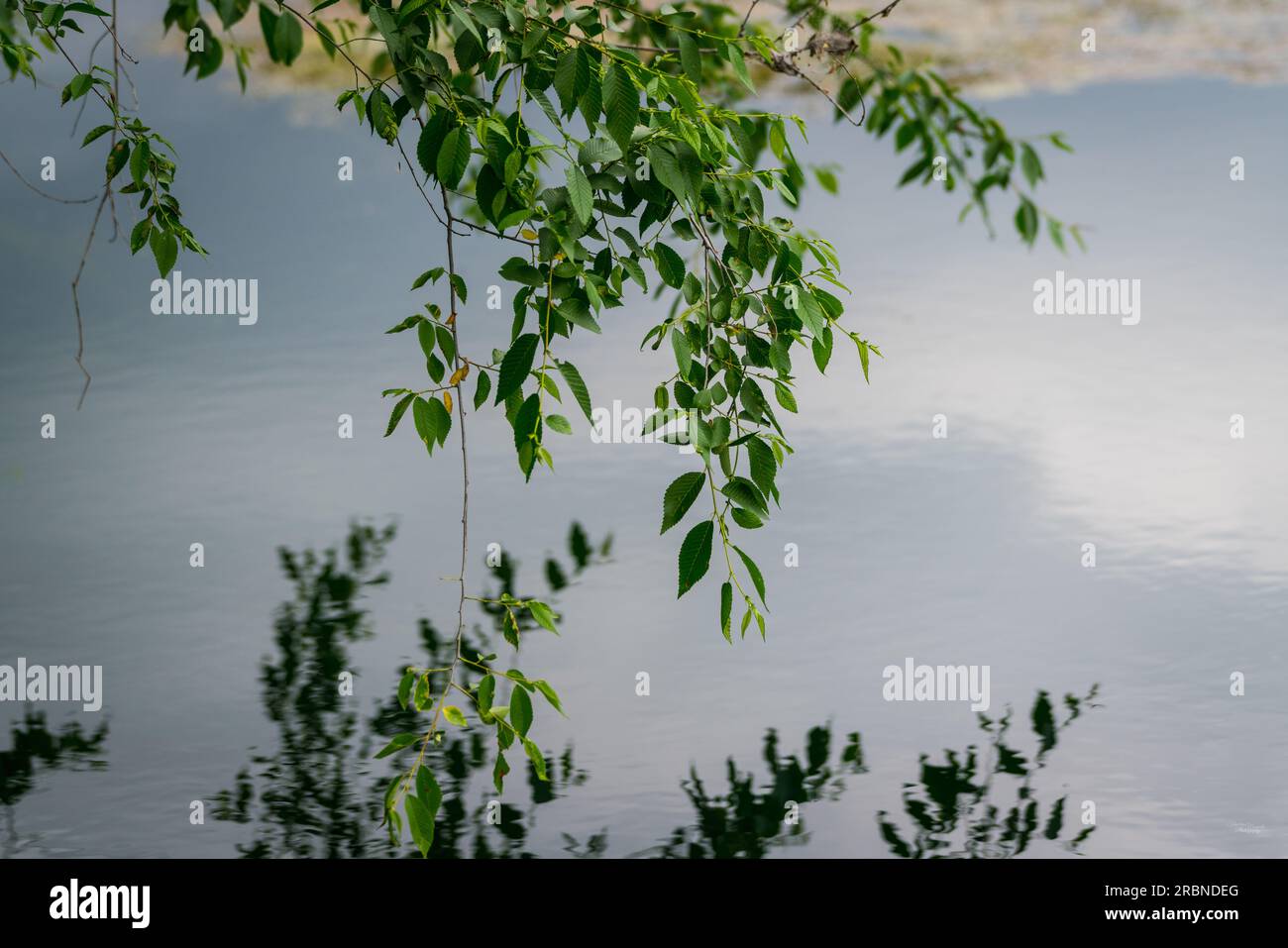 Sequiota park hi-res stock photography and images - Alamy