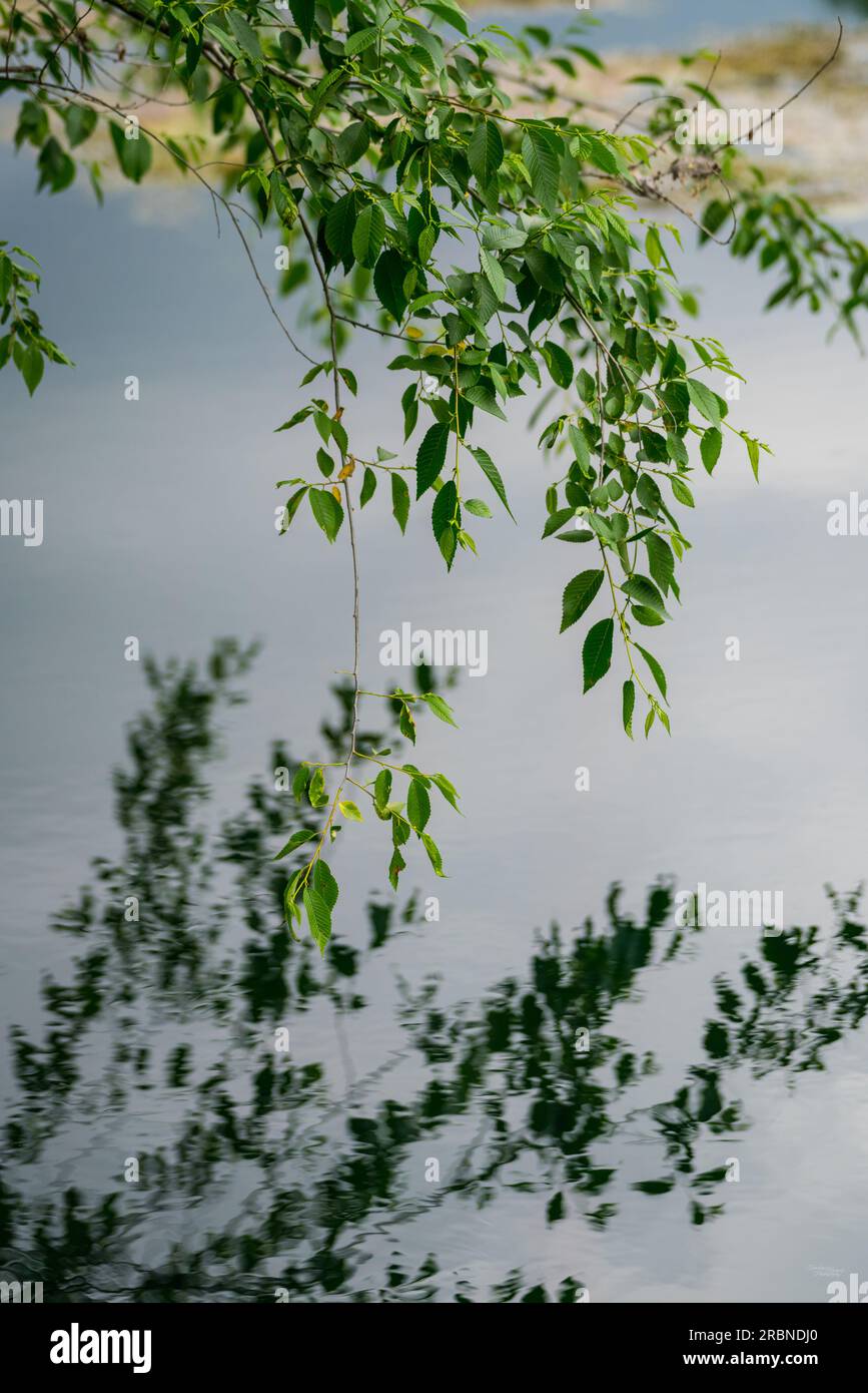 A vertical view of some tree vines and branches hang down over a pond ...