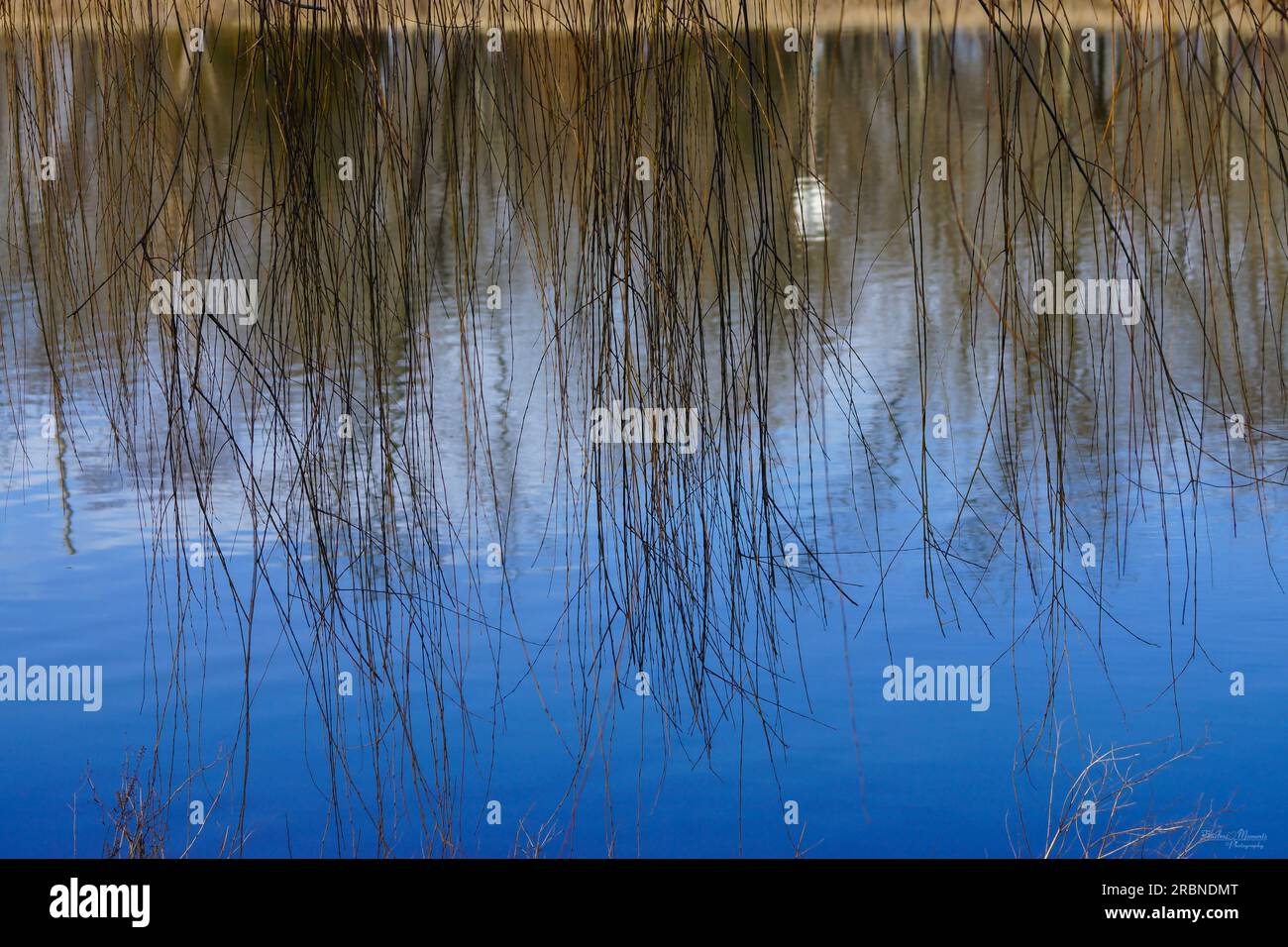 Weeping willow tree and water hi-res stock photography and images - Alamy