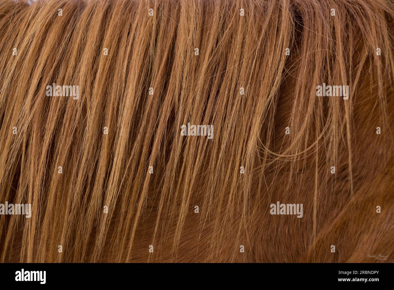A close up capture of a horse mane. The mane grows from the top of the ...