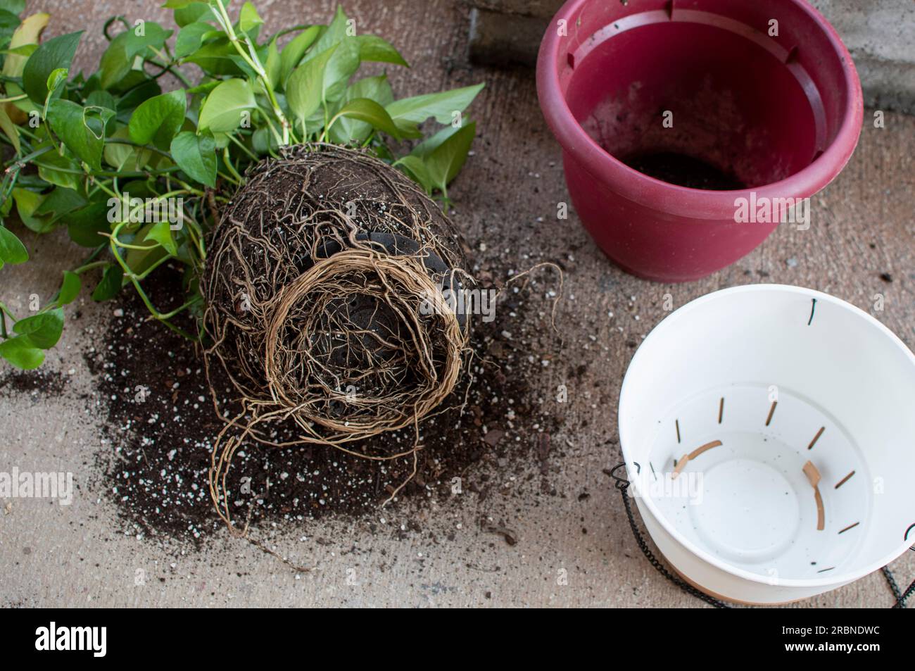 Repotting a houseplant in a new pot. Root system of the houseplant ...