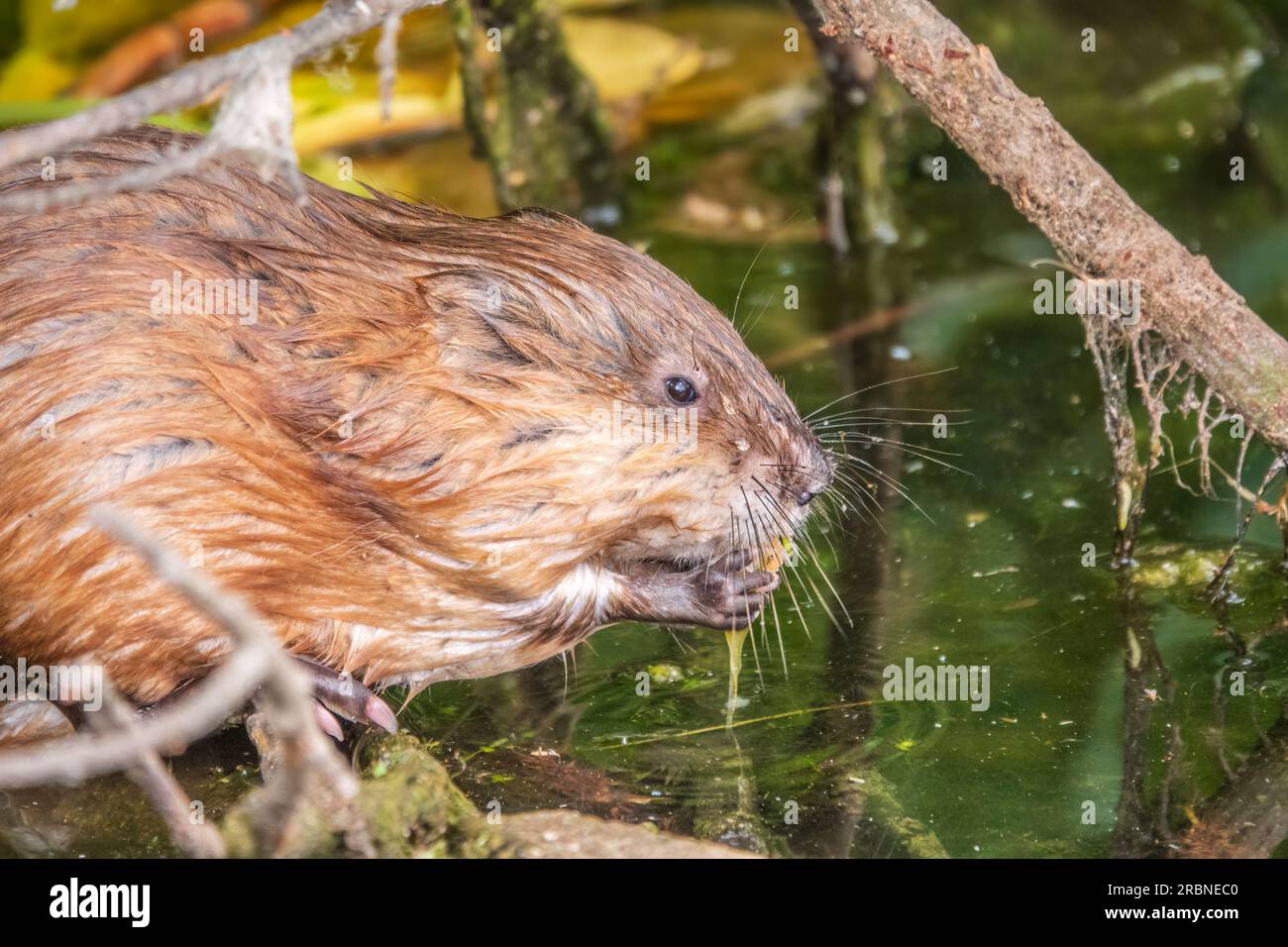 Wild animal Muskrat, Ondatra zibethicuseats, eats on the river bank. Muskrat, Ondatra zibethicus ...