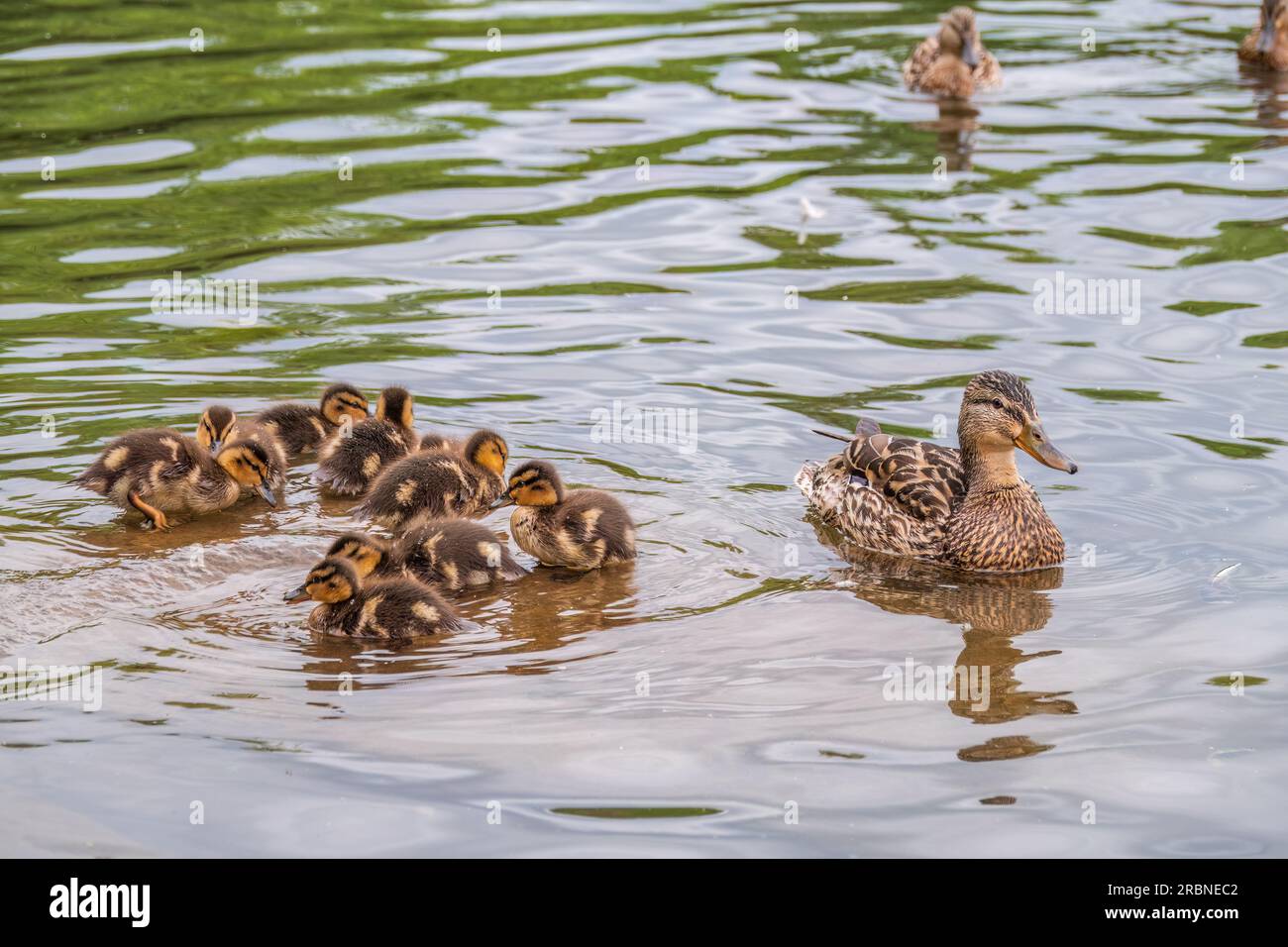 A family of ducks, a duck and its little ducklings are swimming in the water. The duck takes ...