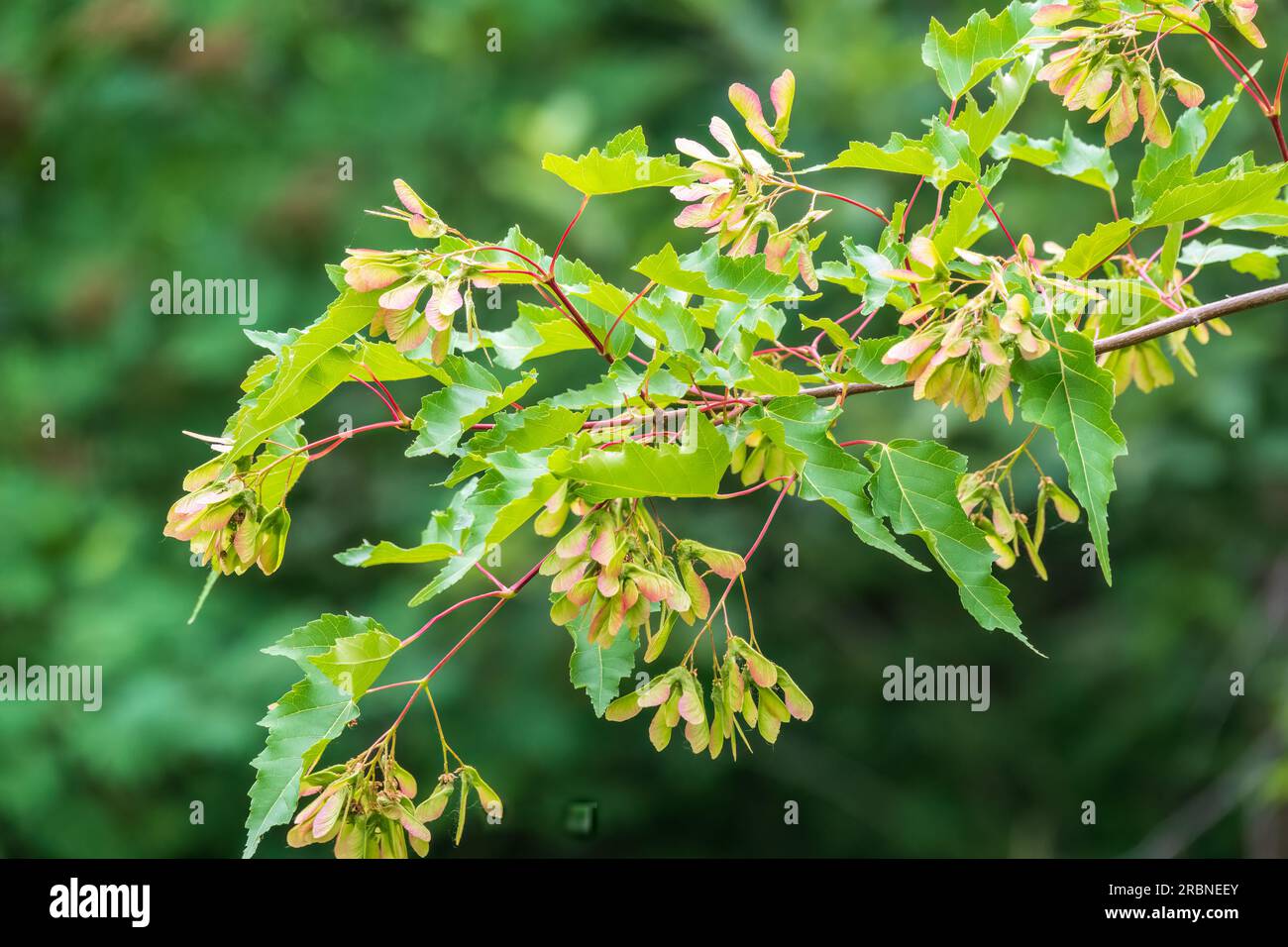 Summer branches of maple tree with green leaves and seeds. Summer ...