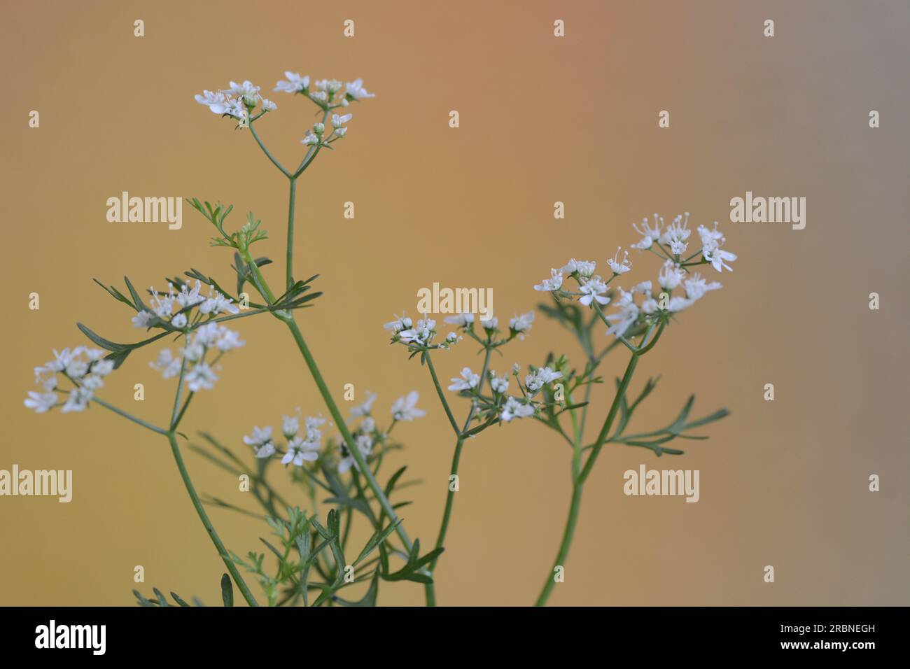 Coriander coriandrum sativum flowering hi-res stock photography and ...