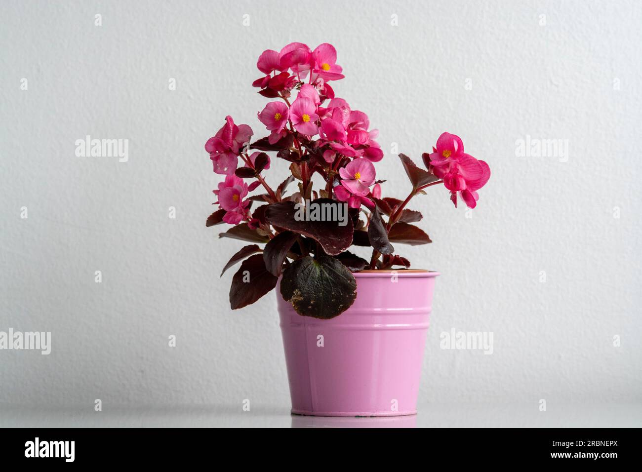 Pint petal wax begonia in a pink metal flower pot Stock Photo - Alamy