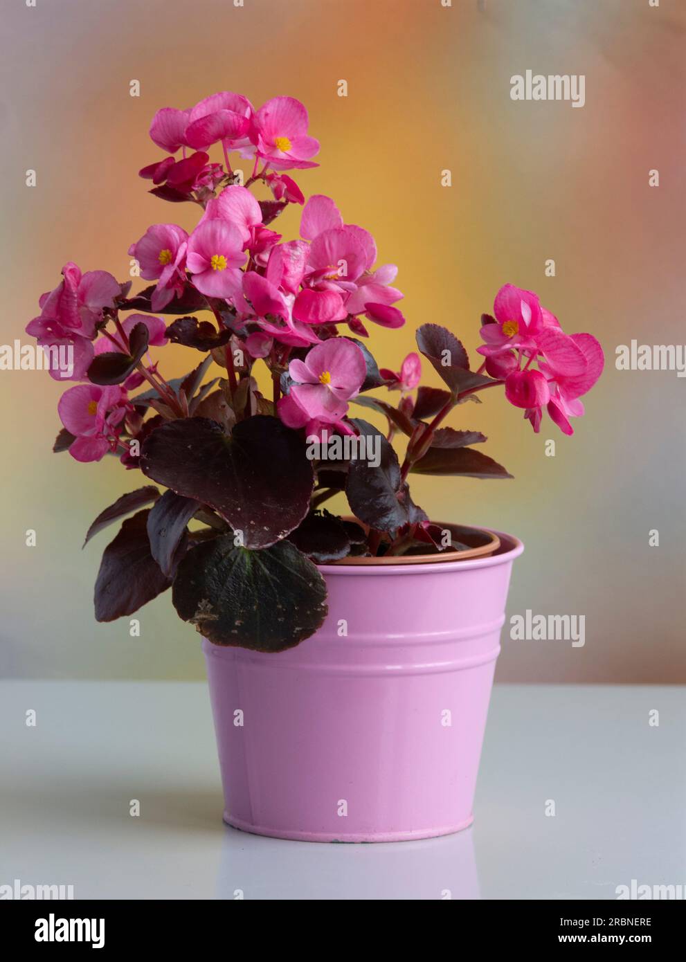 Pint petal wax begonia in a pink metal flower pot Stock Photo - Alamy