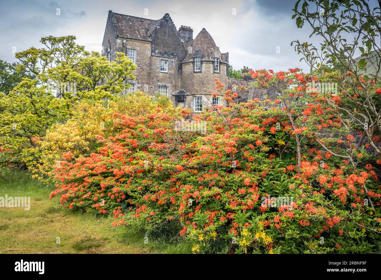 Rhododendrons in the park at Ardkinglas Woodland House, Cairndow ...