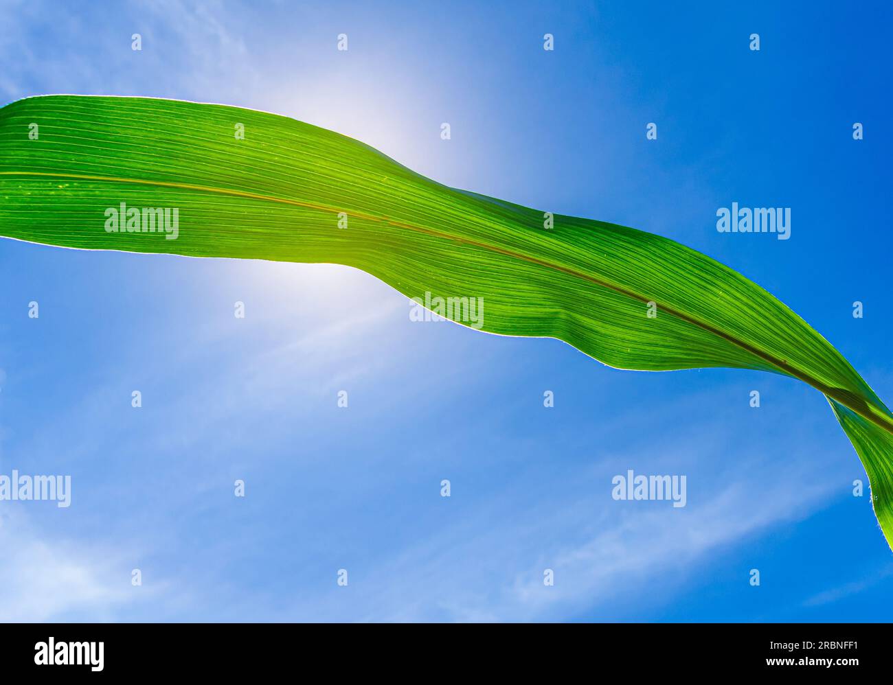 Corn greens in the sky hi-res stock photography and images - Alamy
