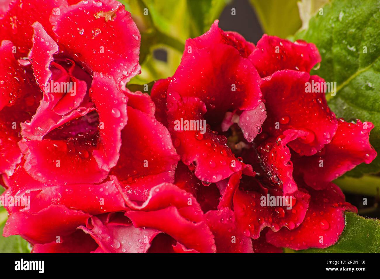 Polyanthus primrose Primula polyantha 10473 Stock Photo - Alamy