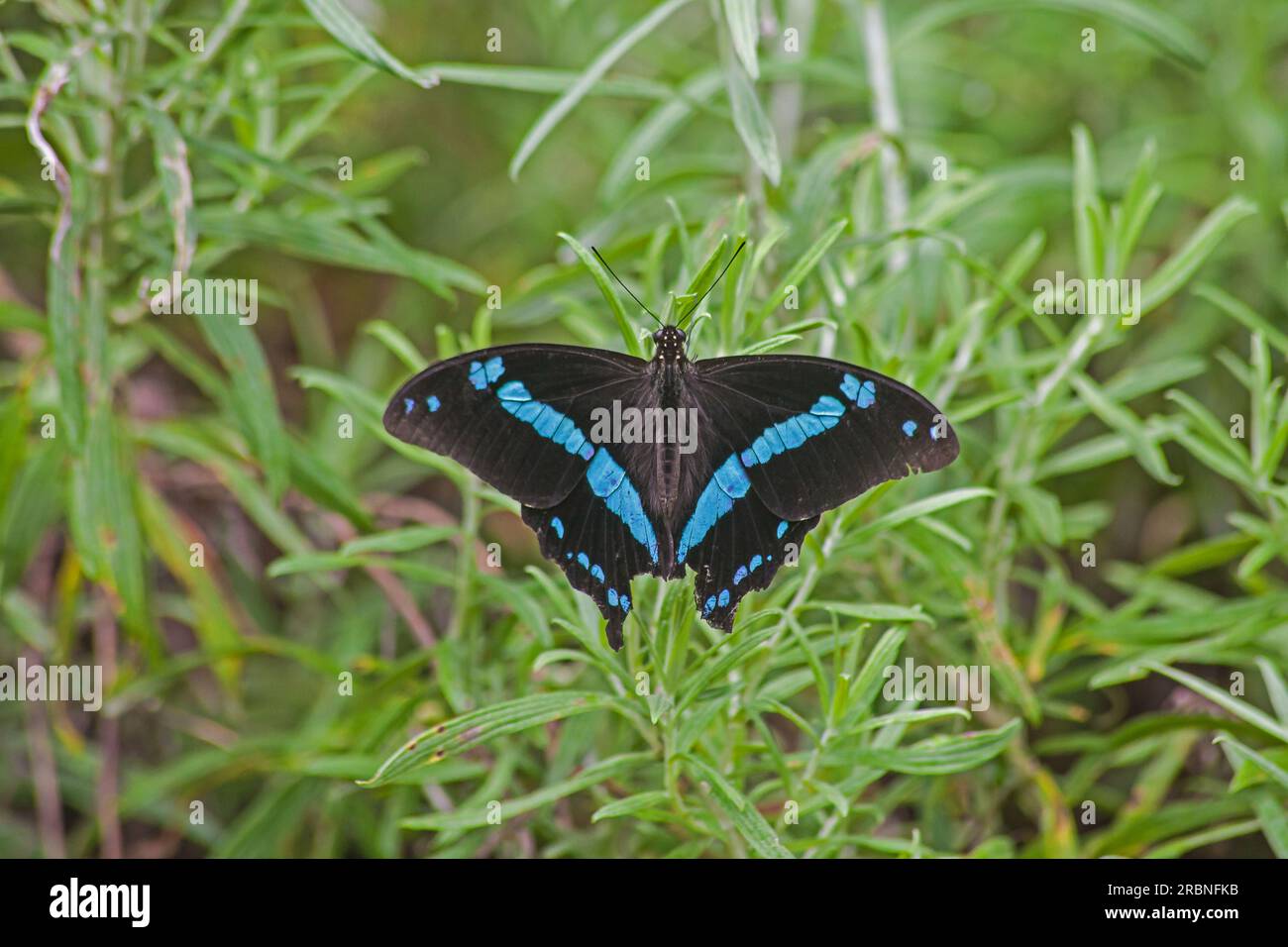 Green-banded Swallowtail Papilio nireus 14285 Stock Photo - Alamy