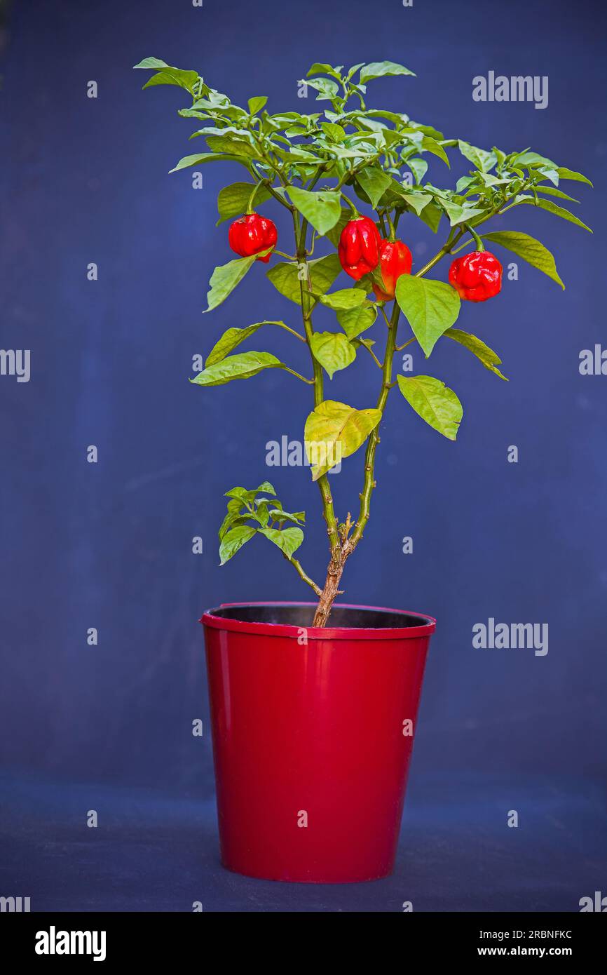 Carolina reaper chili Capsicum chinense plant 15379 Stock Photo - Alamy