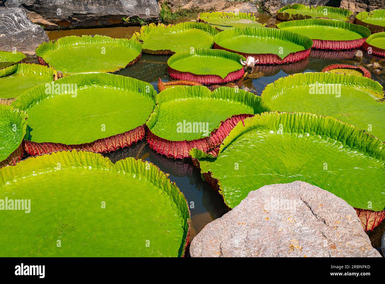 Victoria regia leaves Stock Photo - Alamy