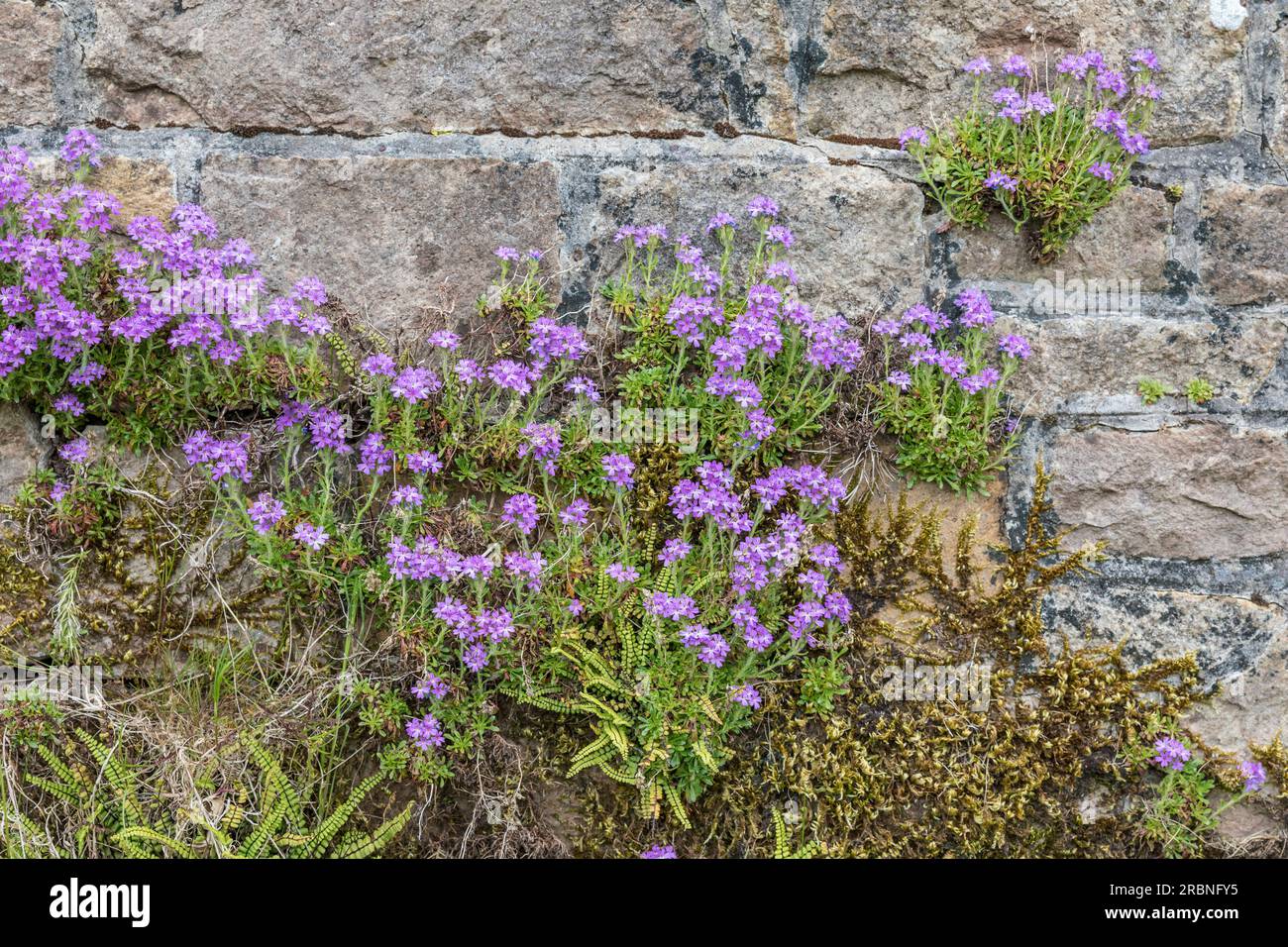 Hairy primrose (Primula hirsuta) at Ardkinglas House Stock Photo - Alamy
