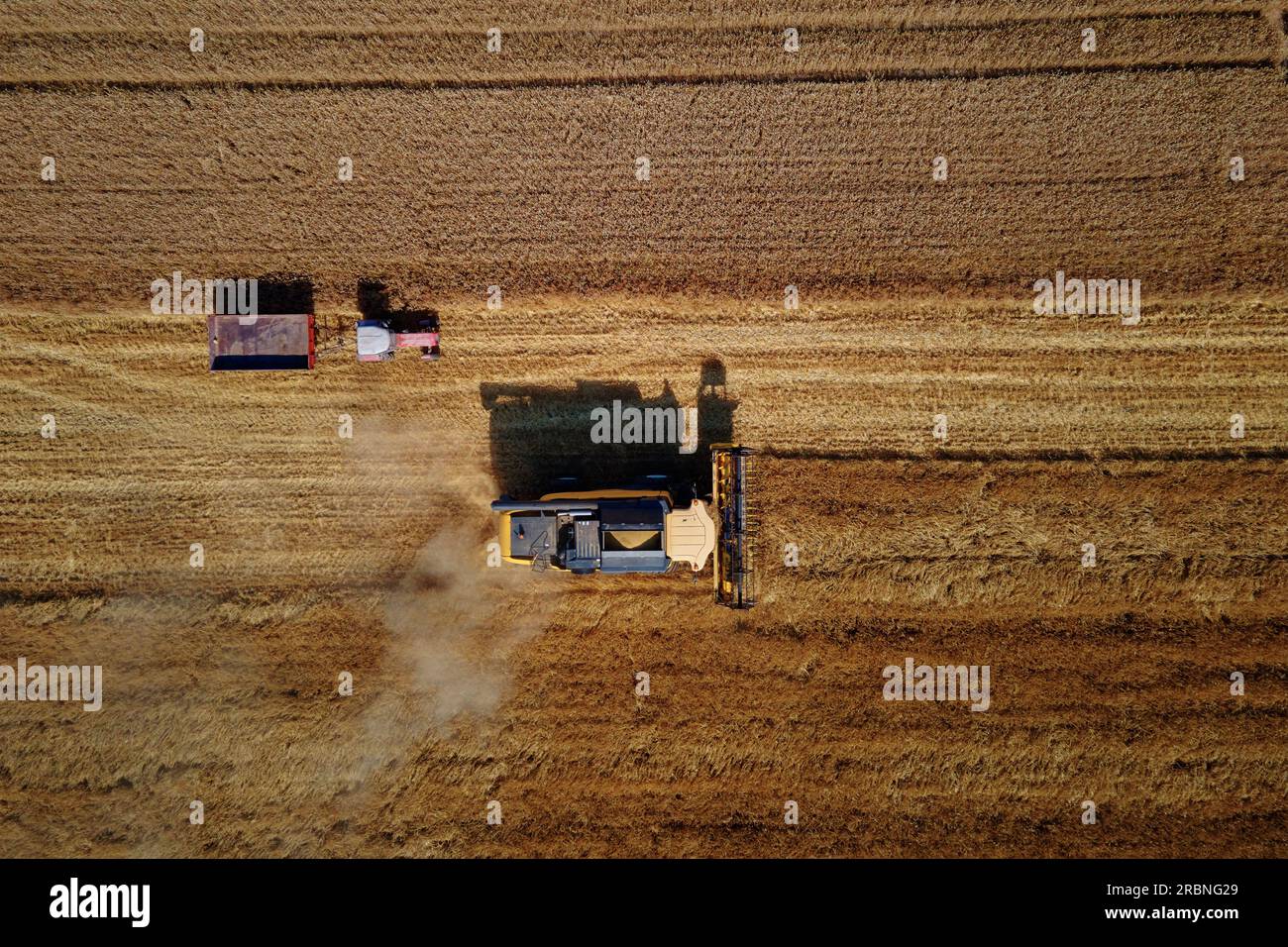 Harvesting machine working at agricultural field. Combine harvester ...