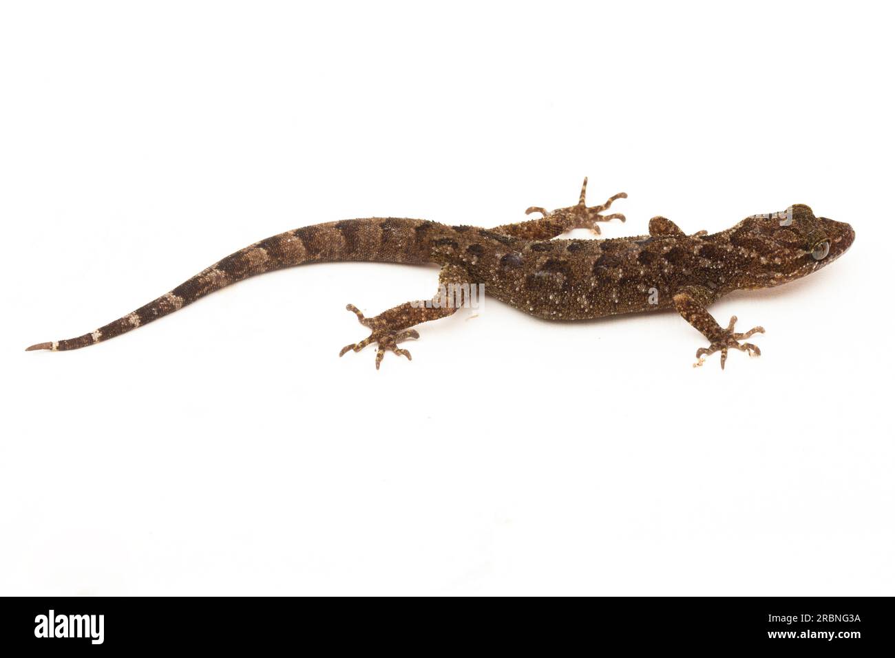 The marbled bow-fingered gecko or Javan bent-toed gecko lizard ...